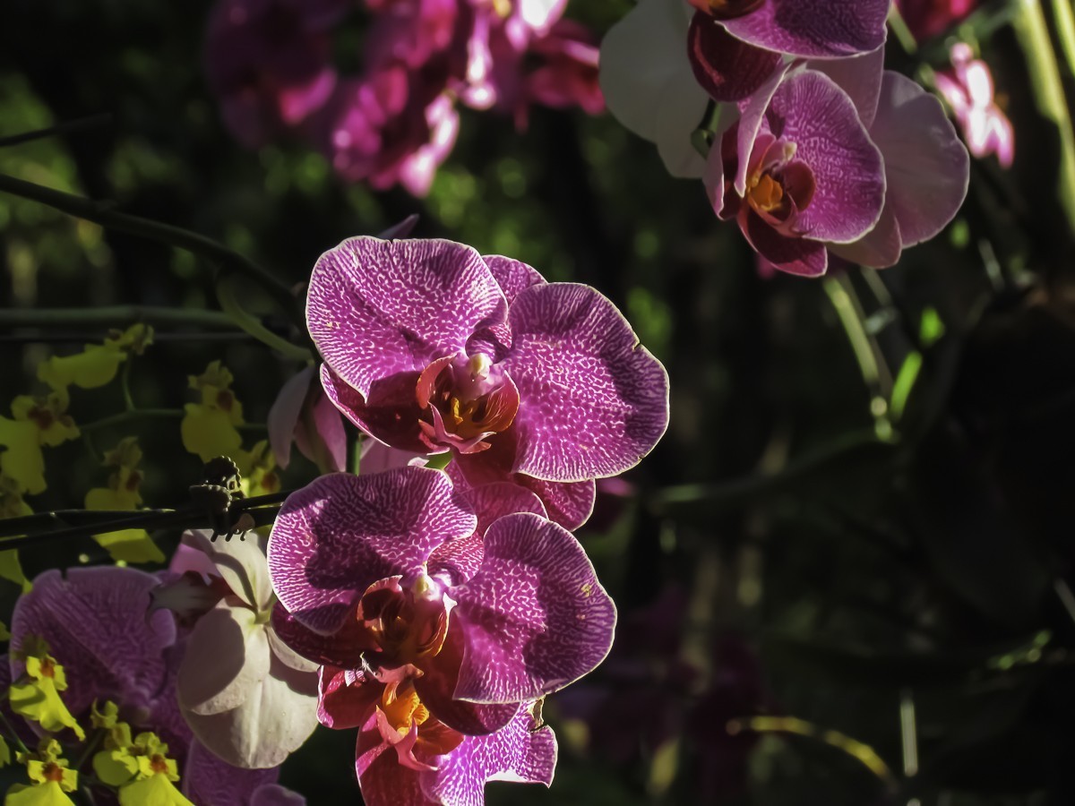兰花-中关村在线摄影论坛