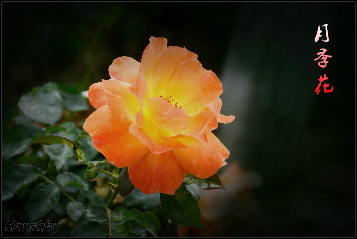 五彩缤纷的月季（2024211）-中关村在线摄影论坛