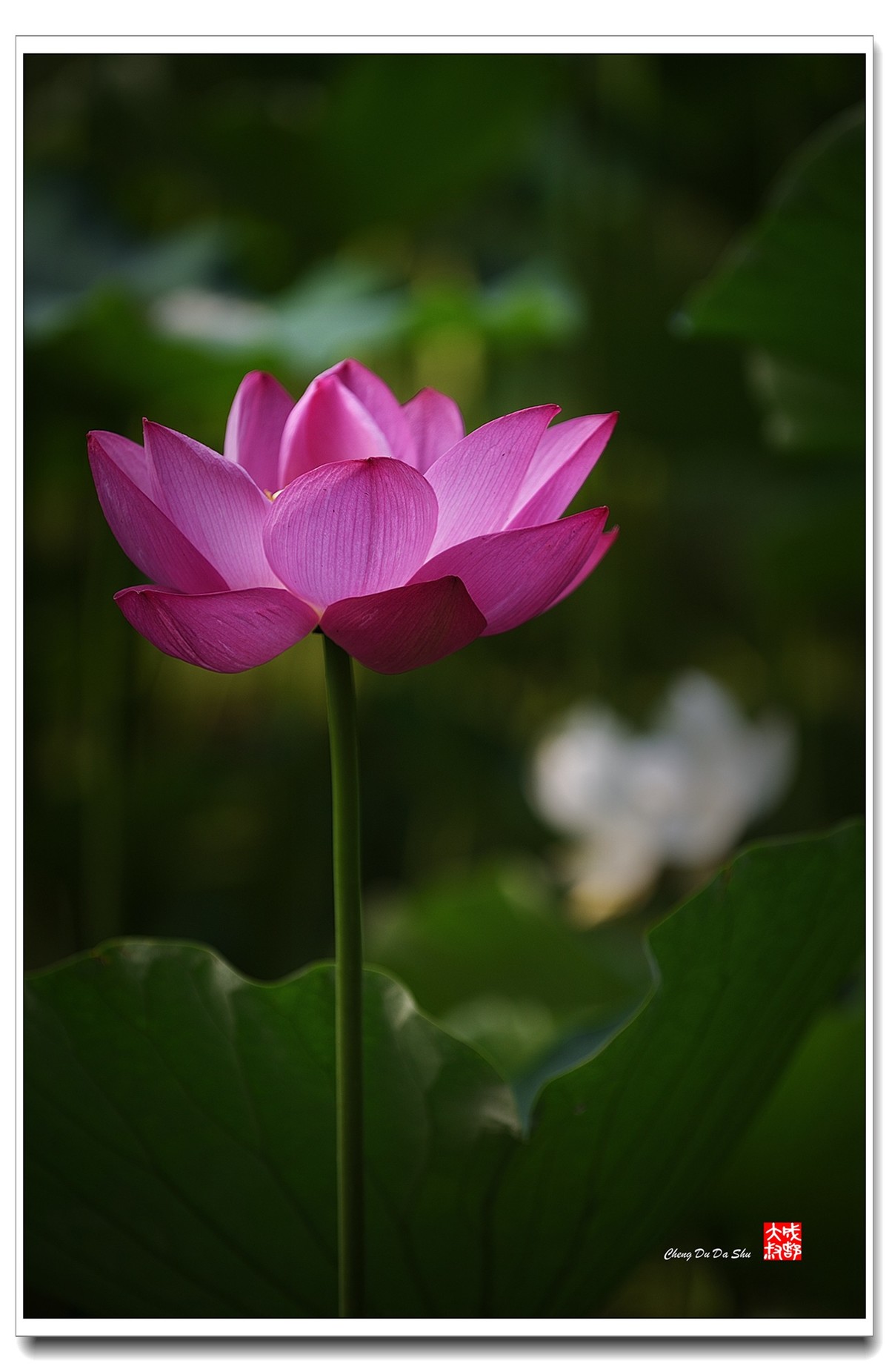 【高清图】荷塘倩影【11】-中关村在线摄影论坛