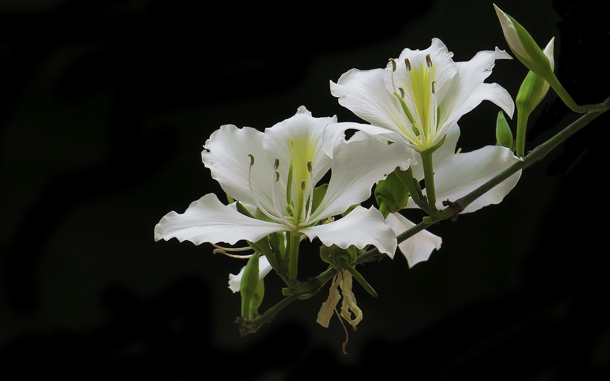 23096 ─ 白色的洋紫荆-中关村在线摄影论坛
