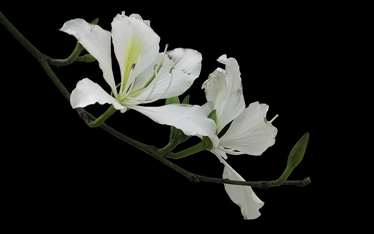 23096 ─ 白色的洋紫荆-中关村在线摄影论坛