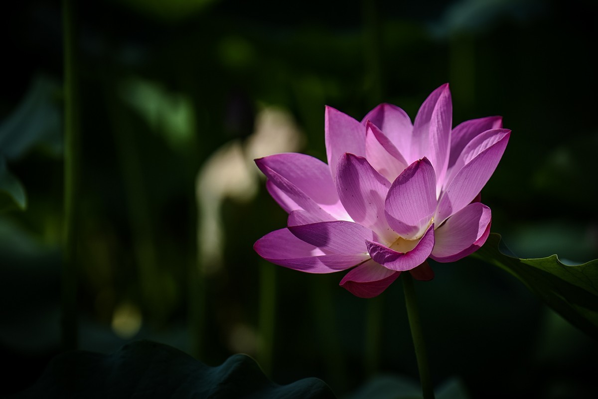 2023年第0532贴-公园荷花拍（0724）-中关村在线摄影论坛