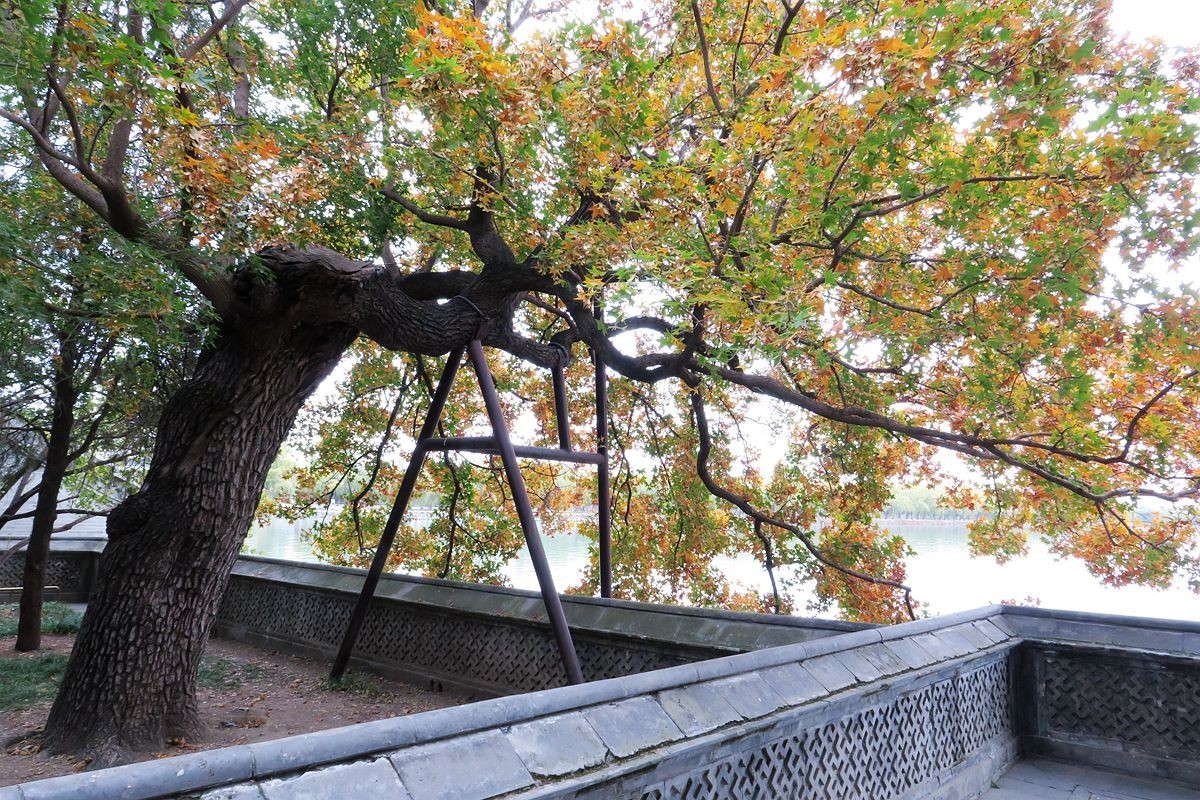 颐和园秋【二】-中关村在线摄影论坛