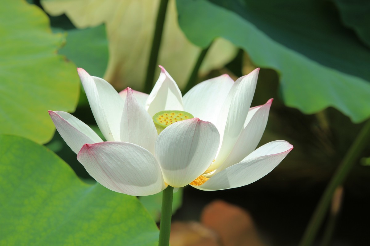 拍摄花卉一（313）-中关村在线摄影论坛