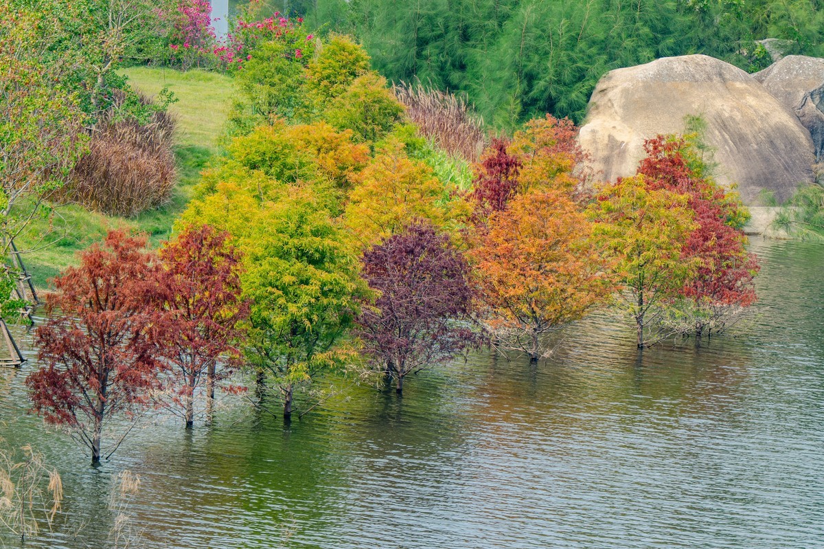 谁说，厦门没有秋天的……东山水库落羽杉 尼康z7拍摄-中关村在线摄影论坛