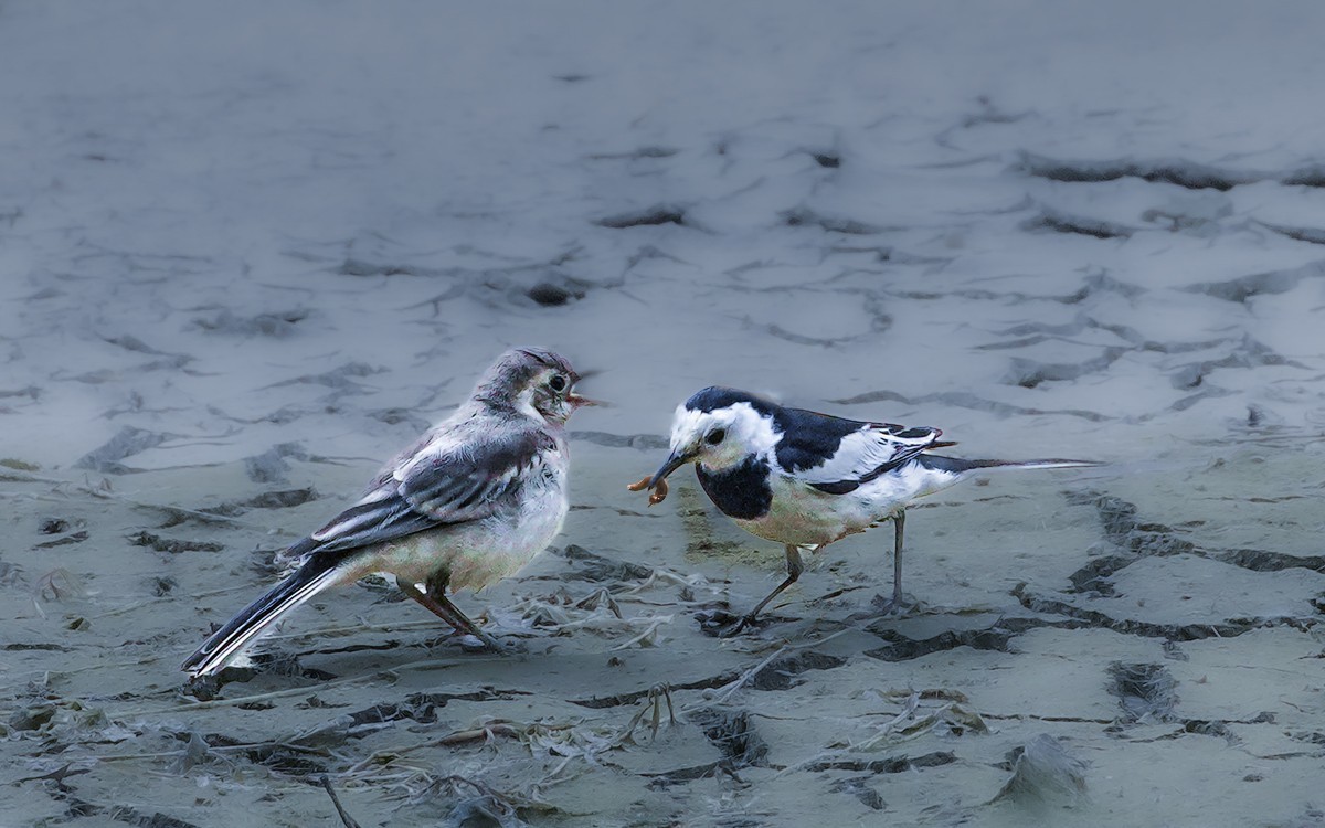 鸟类片（87）-----白鹡鸰育雏（3）-中关村在线摄影论坛