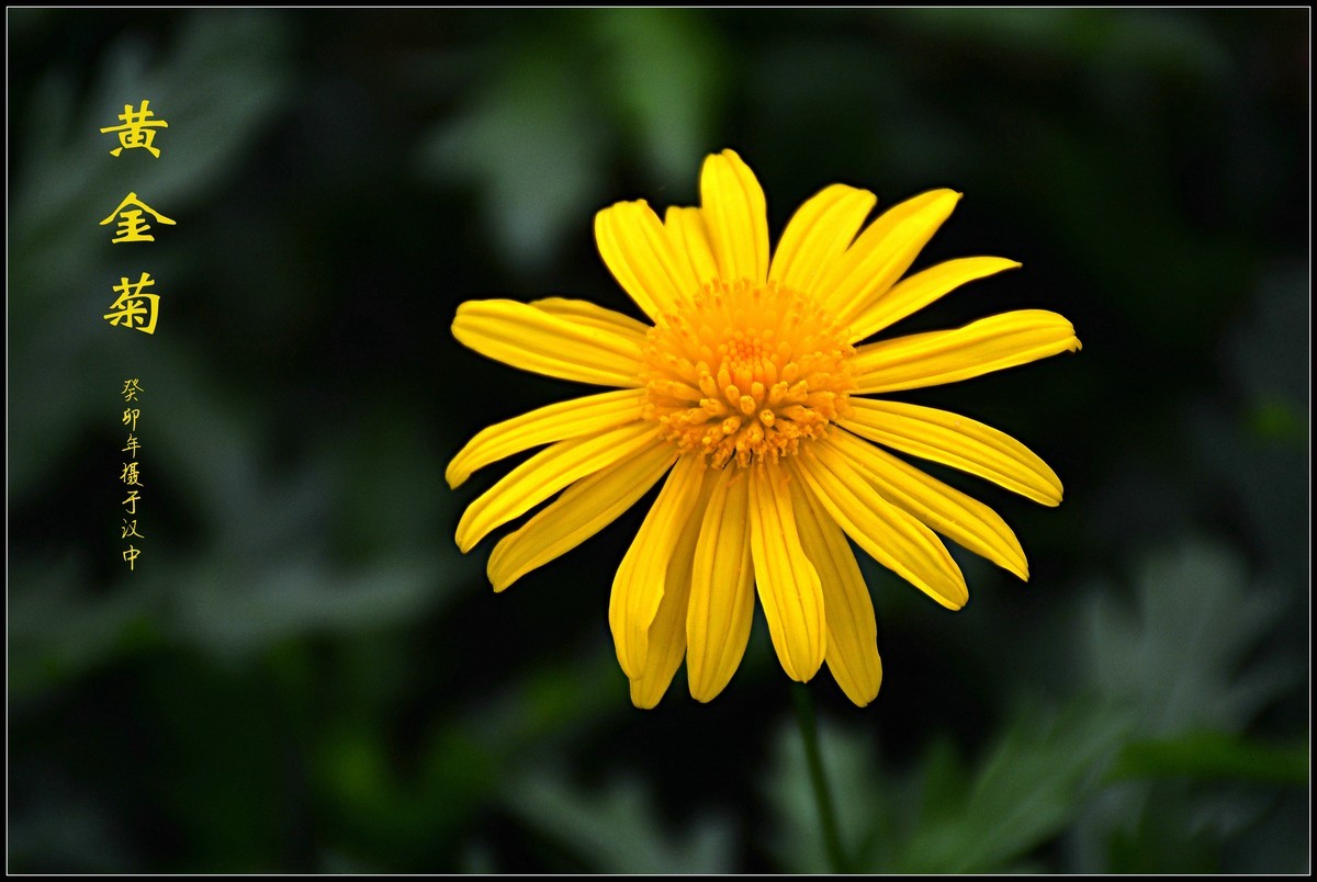 黄金菊（2023213）-中关村在线摄影论坛