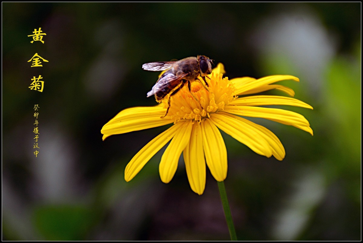 黄金菊（2023213）-中关村在线摄影论坛