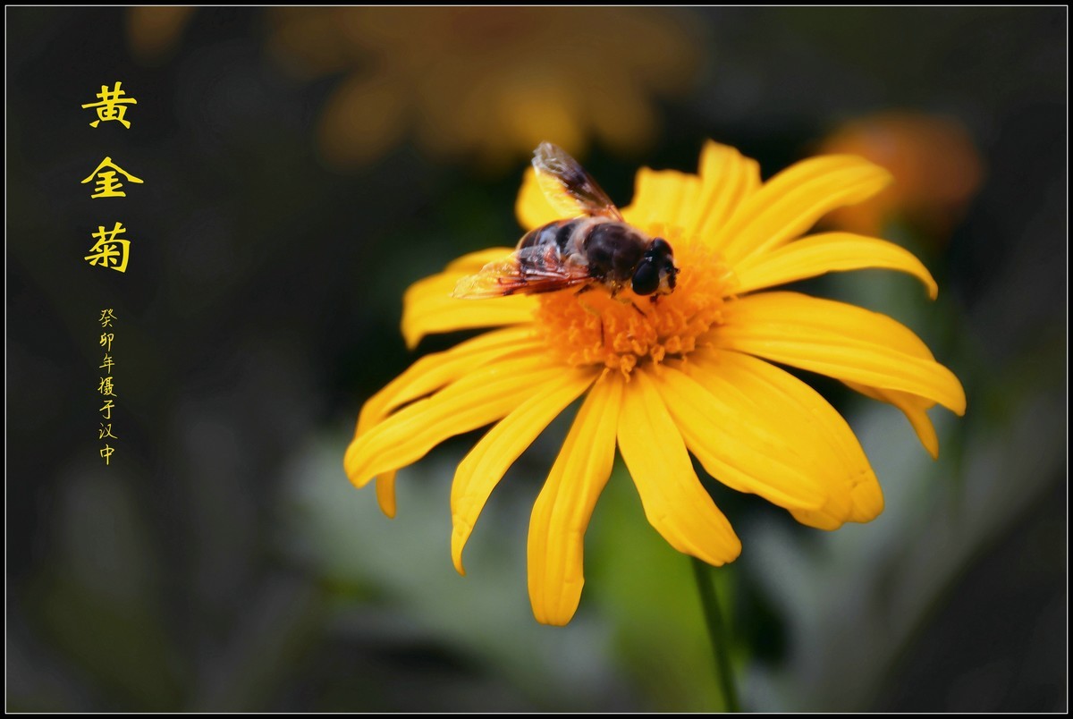 黄金菊（2023213）-中关村在线摄影论坛