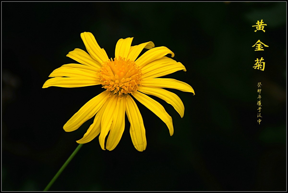 黄金菊（2023213）-中关村在线摄影论坛