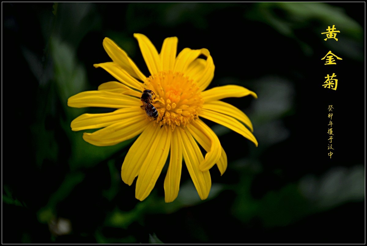 黄金菊（2023213）-中关村在线摄影论坛