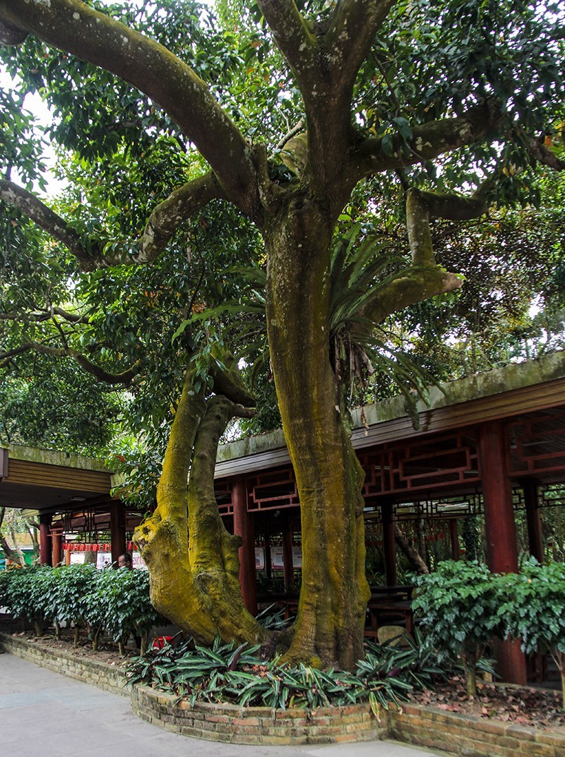 2023年旅游-海南兴隆植物园-中关村在线摄影论坛