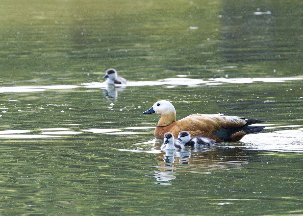 赤麻鸭育雏（1）-中关村在线摄影论坛