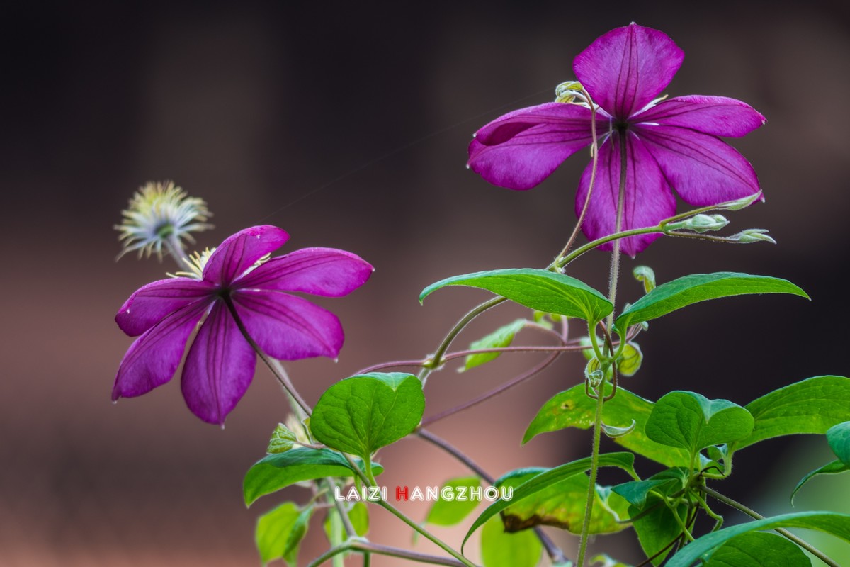 花之语（铁丝莲）-中关村在线摄影论坛