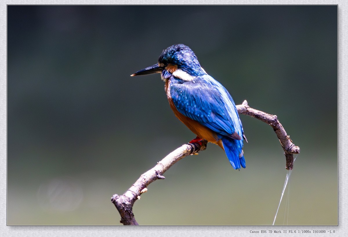 佳能7D2拍翠鸟APSC老旗舰单反能否一战-中关村在线摄影论坛