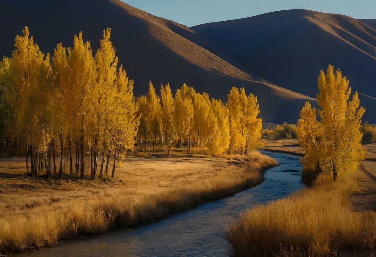 塔里木河畔的金色梦境-中关村在线摄影论坛