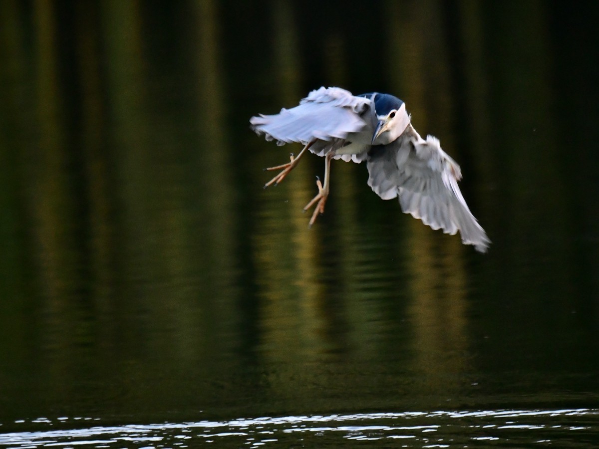 【视觉光影】明湖夜鹭（25）-中关村在线摄影论坛