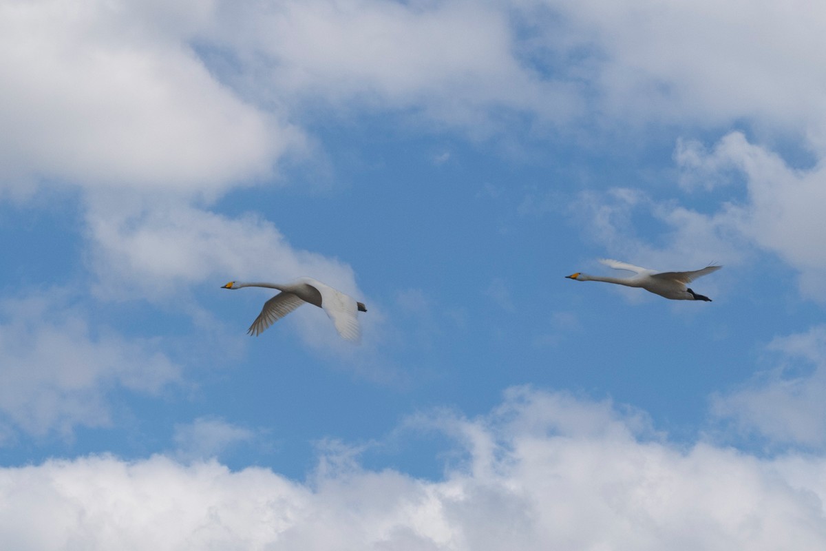天鹅掠影之一蓝天天鹅-中关村在线摄影论坛