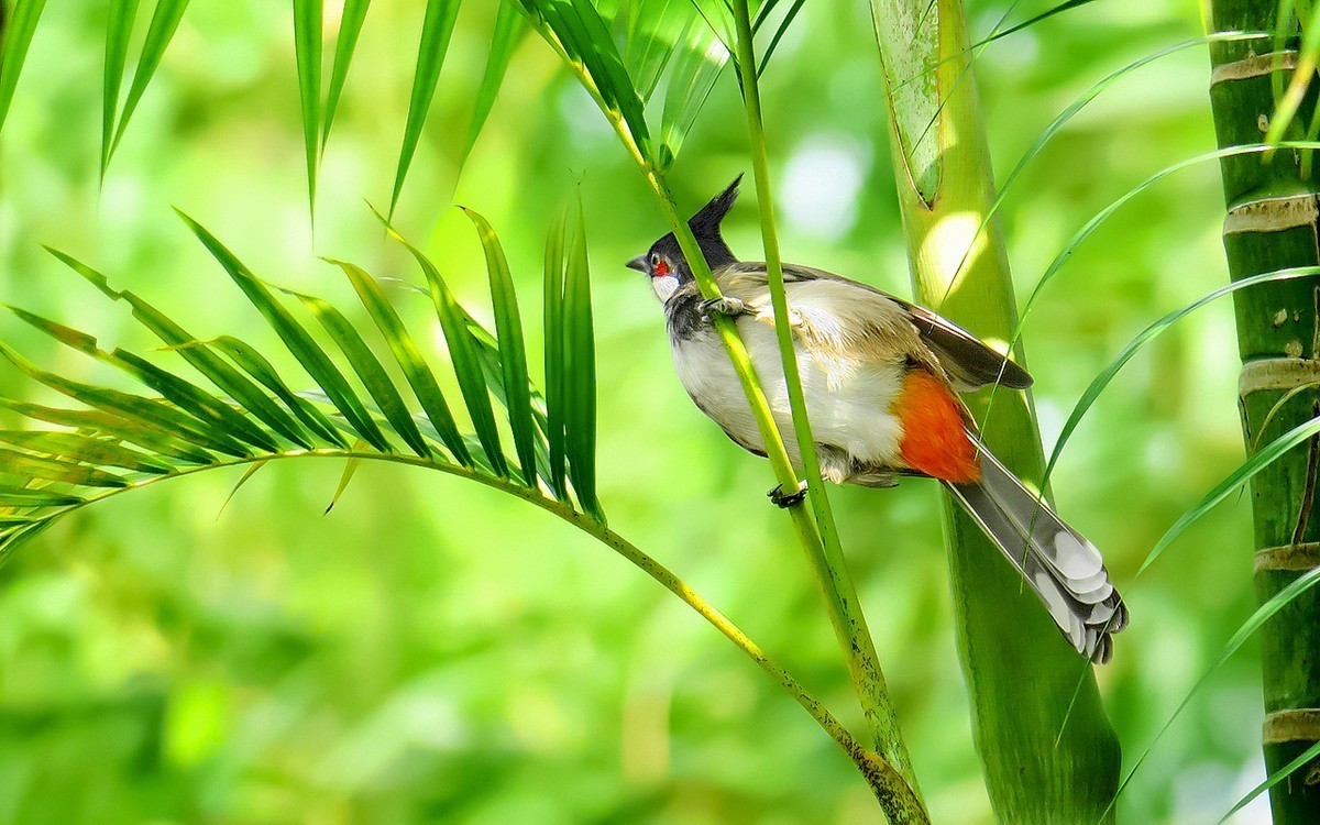 23331 ─ 红耳鹎-中关村在线摄影论坛