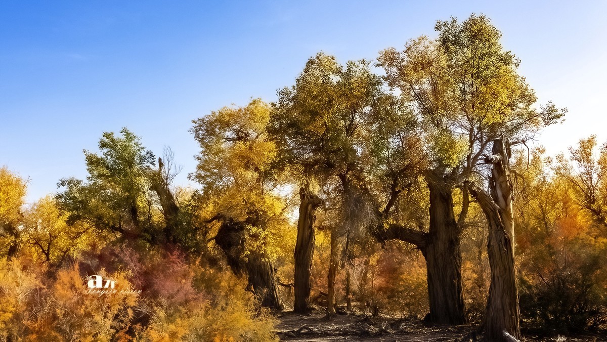 南疆行——轮台塔里木胡杨（3）-中关村在线摄影论坛