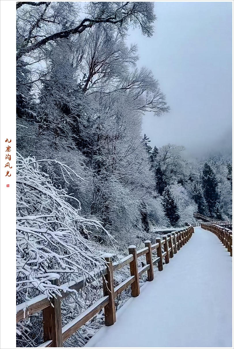 2023年第0261贴-九寨沟纪实抓拍（0418F）-中关村在线摄影论坛