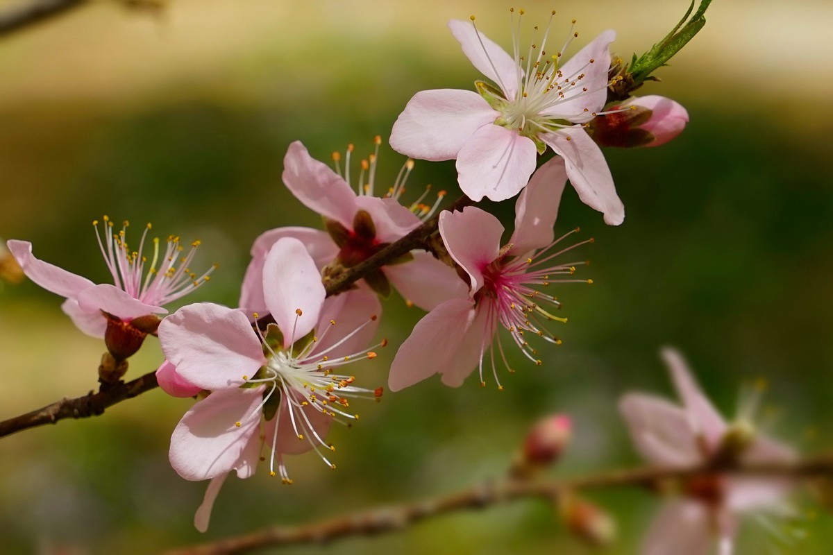 2024108 一组花卉-中关村在线摄影论坛