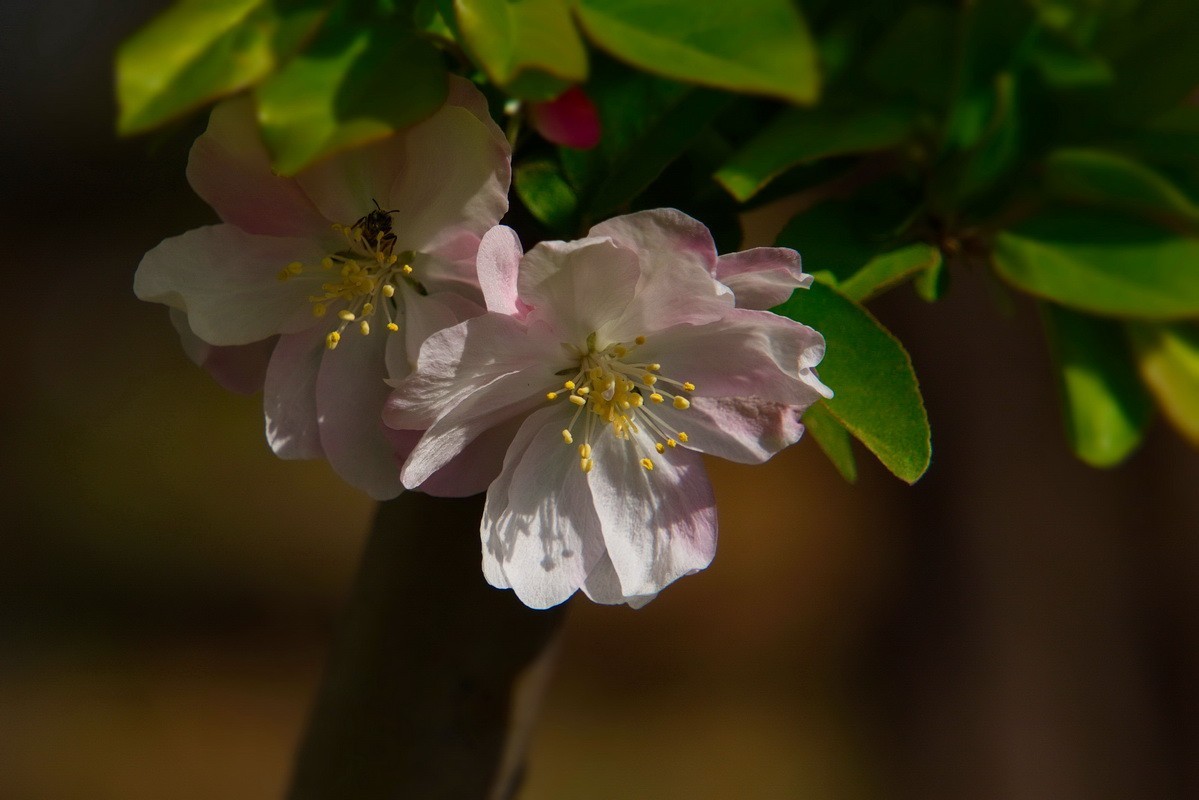 2024108 一组花卉-中关村在线摄影论坛