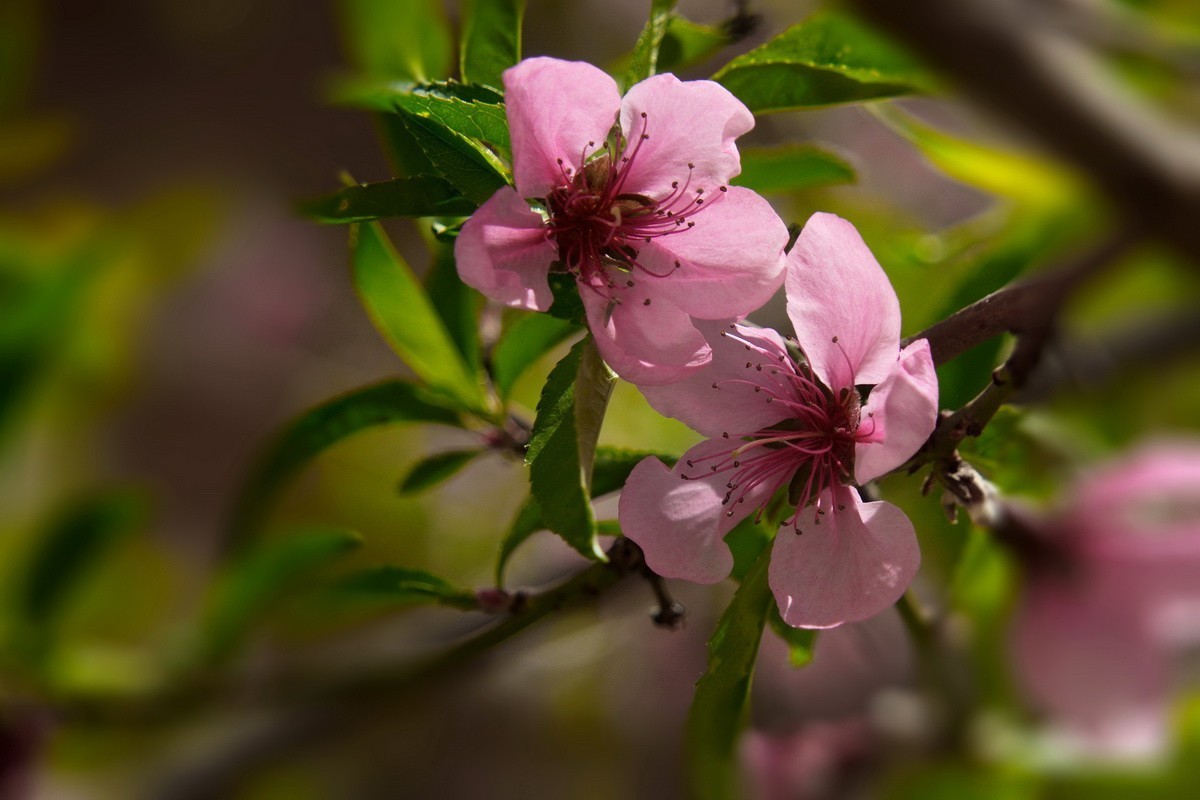 2024108 一组花卉-中关村在线摄影论坛