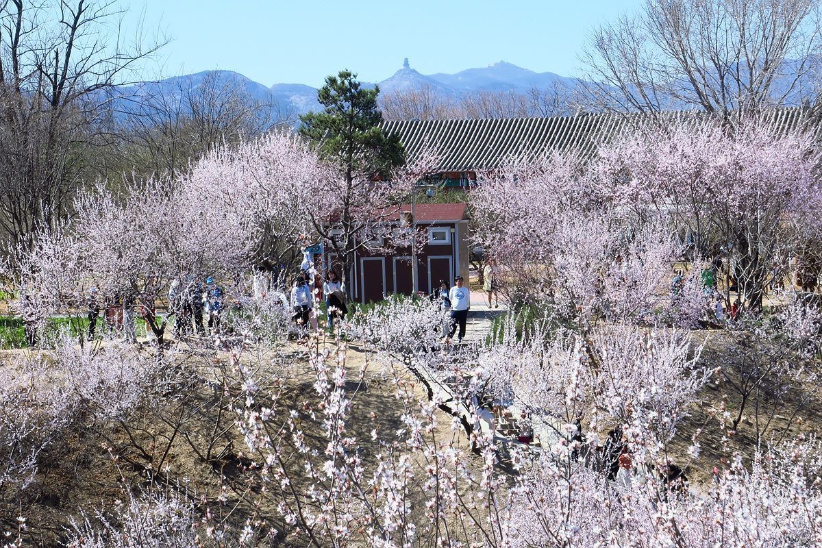 园博园.春 【2】-中关村在线摄影论坛