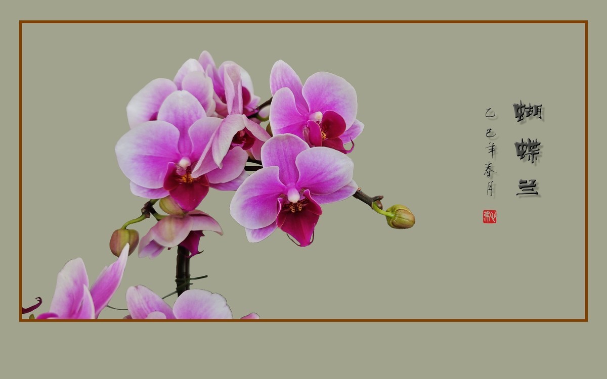 翩翩飞蝶般的蝴蝶兰-中关村在线摄影论坛