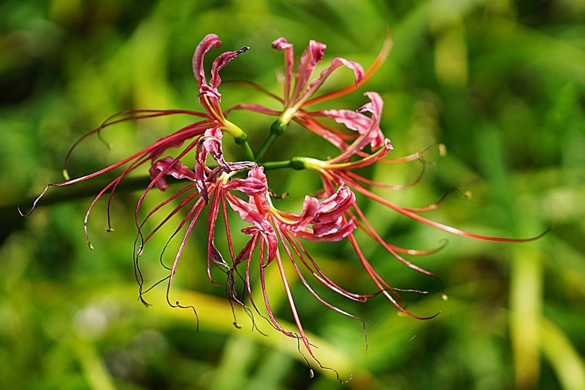 彼岸花（三）-中关村在线摄影论坛