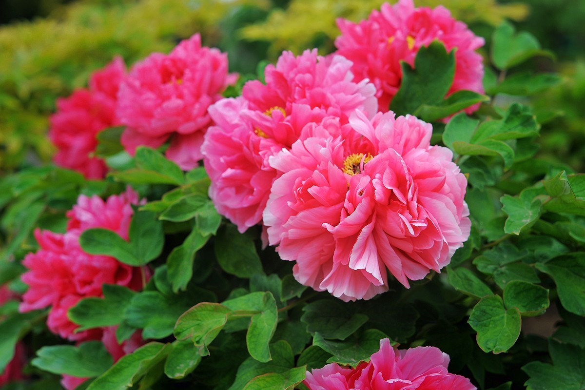 雍容华贵一簇簇-中关村在线摄影论坛