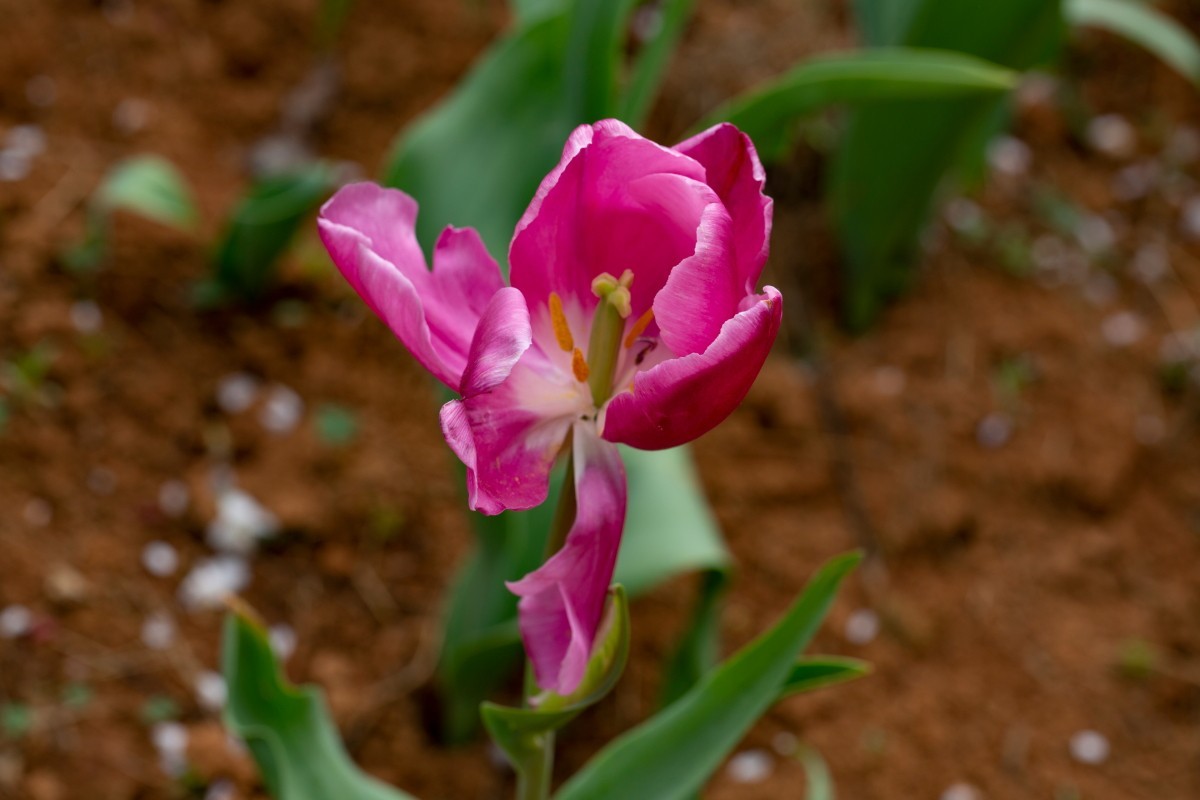 植物园拍郁金香 19-中关村在线摄影论坛