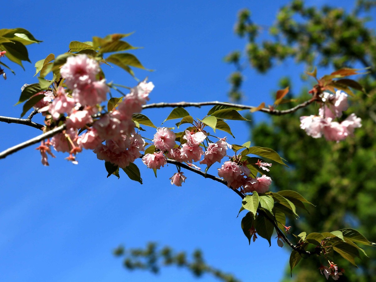 2023年拍樱花-中关村在线摄影论坛