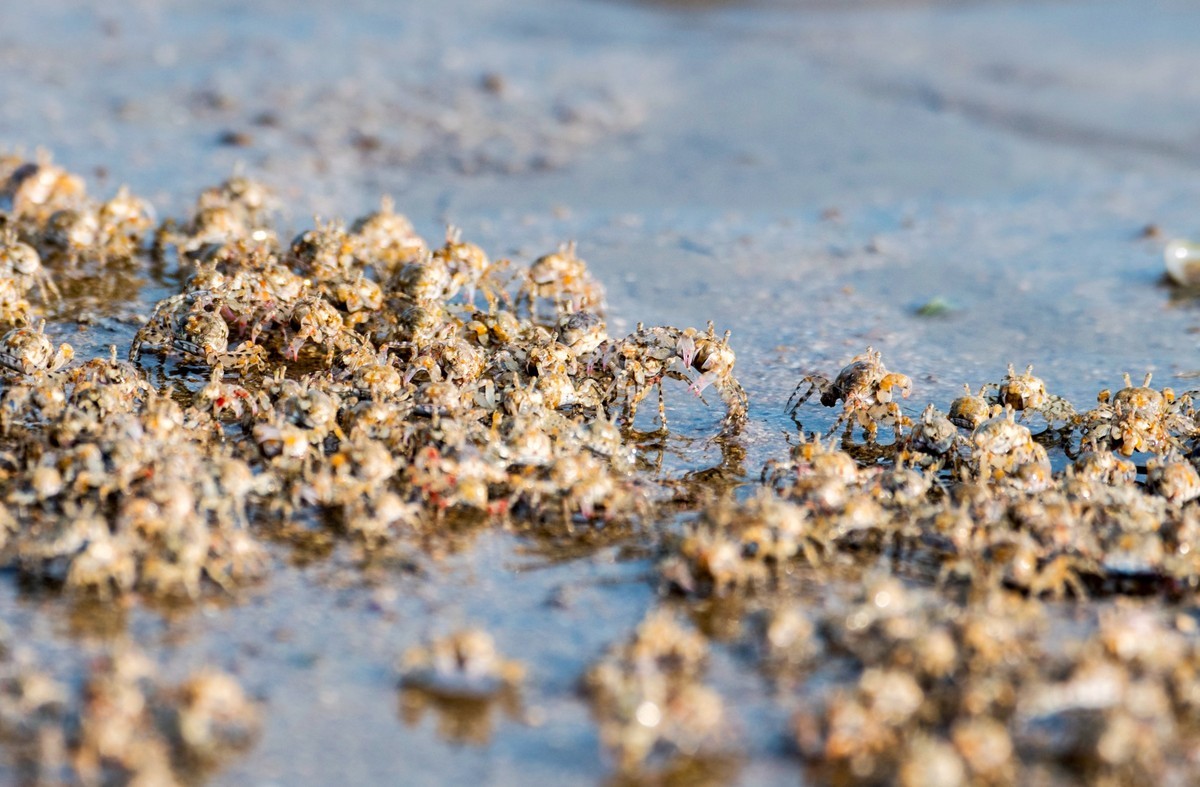 沙滩上密集的小蟹（六）-中关村在线摄影论坛
