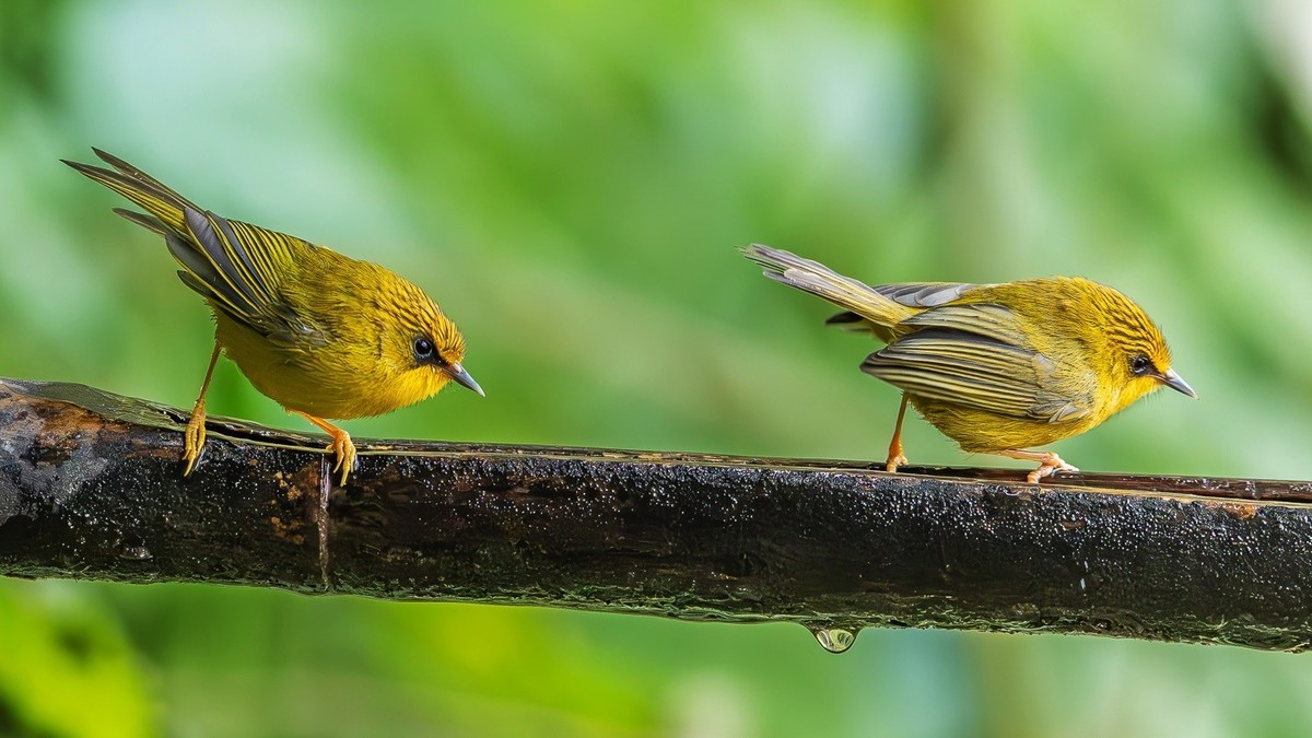 【高清图】美丽小精灵-中关村在线摄影论坛