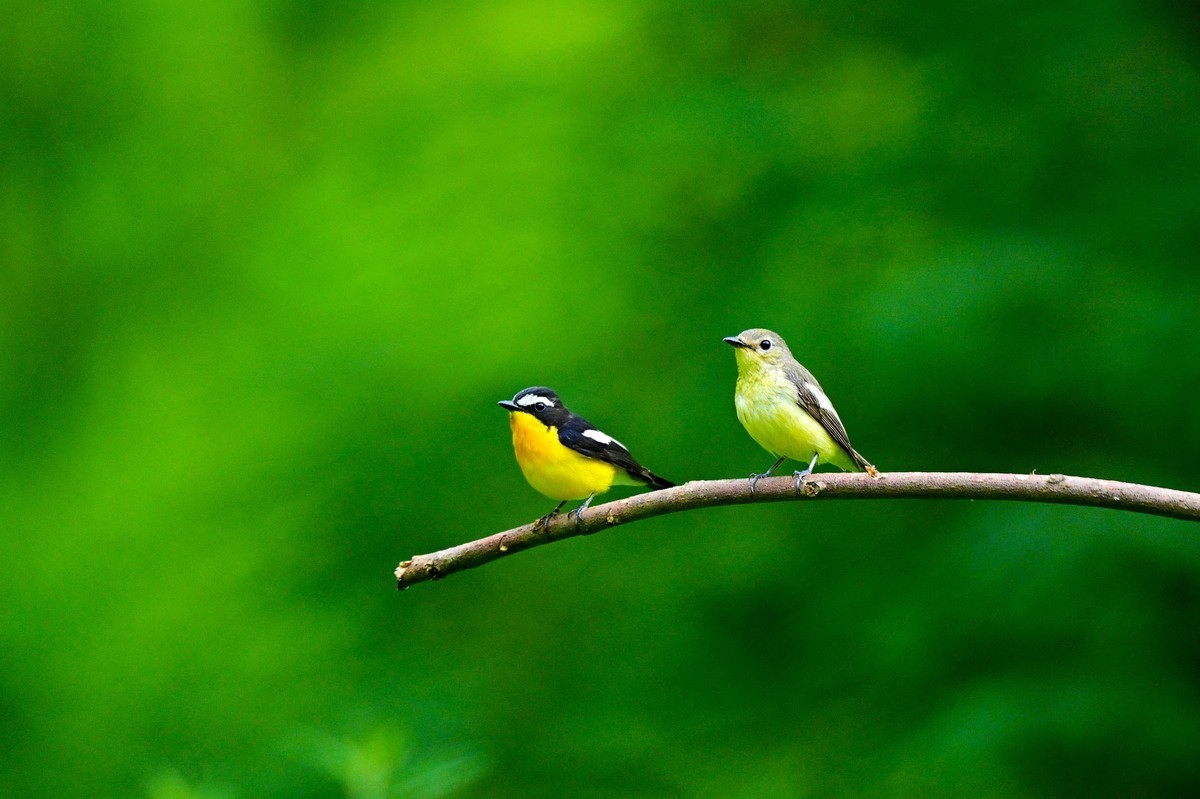 白眉姬鹟夫妇-中关村在线摄影论坛