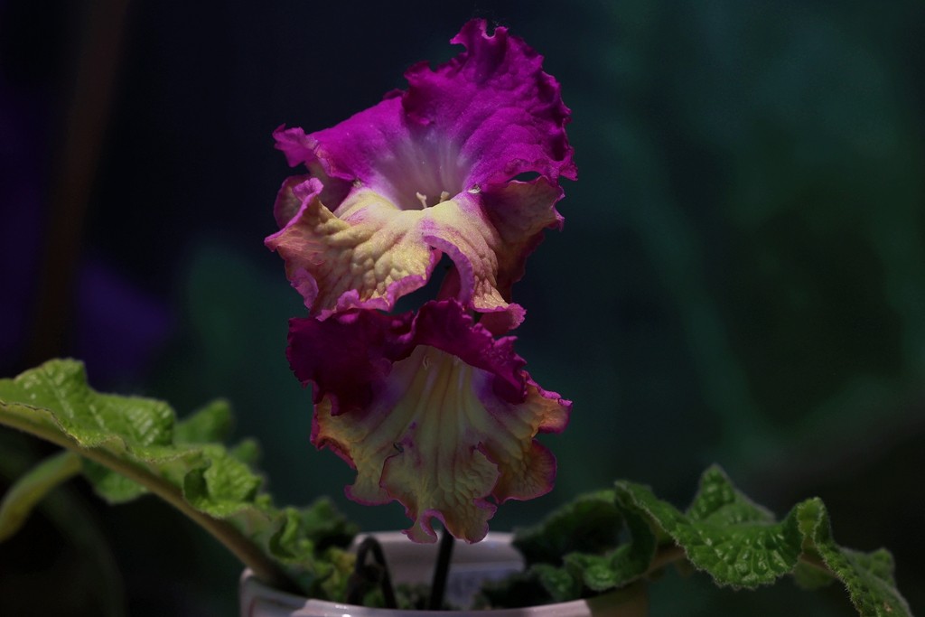 大温室的苦苣苔展-中关村在线摄影论坛