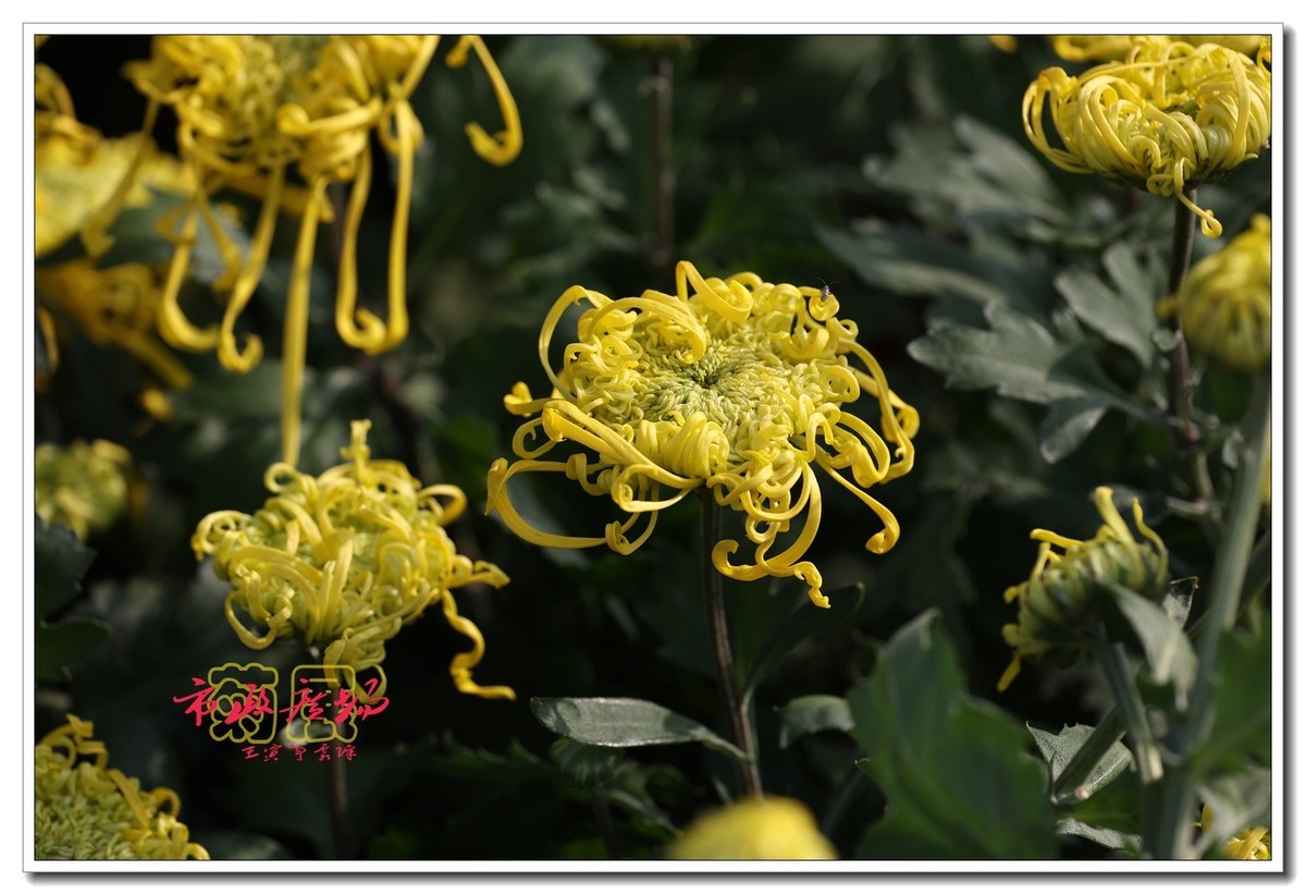 市政广场菊花展 5【2022-0847】-中关村在线摄影论坛