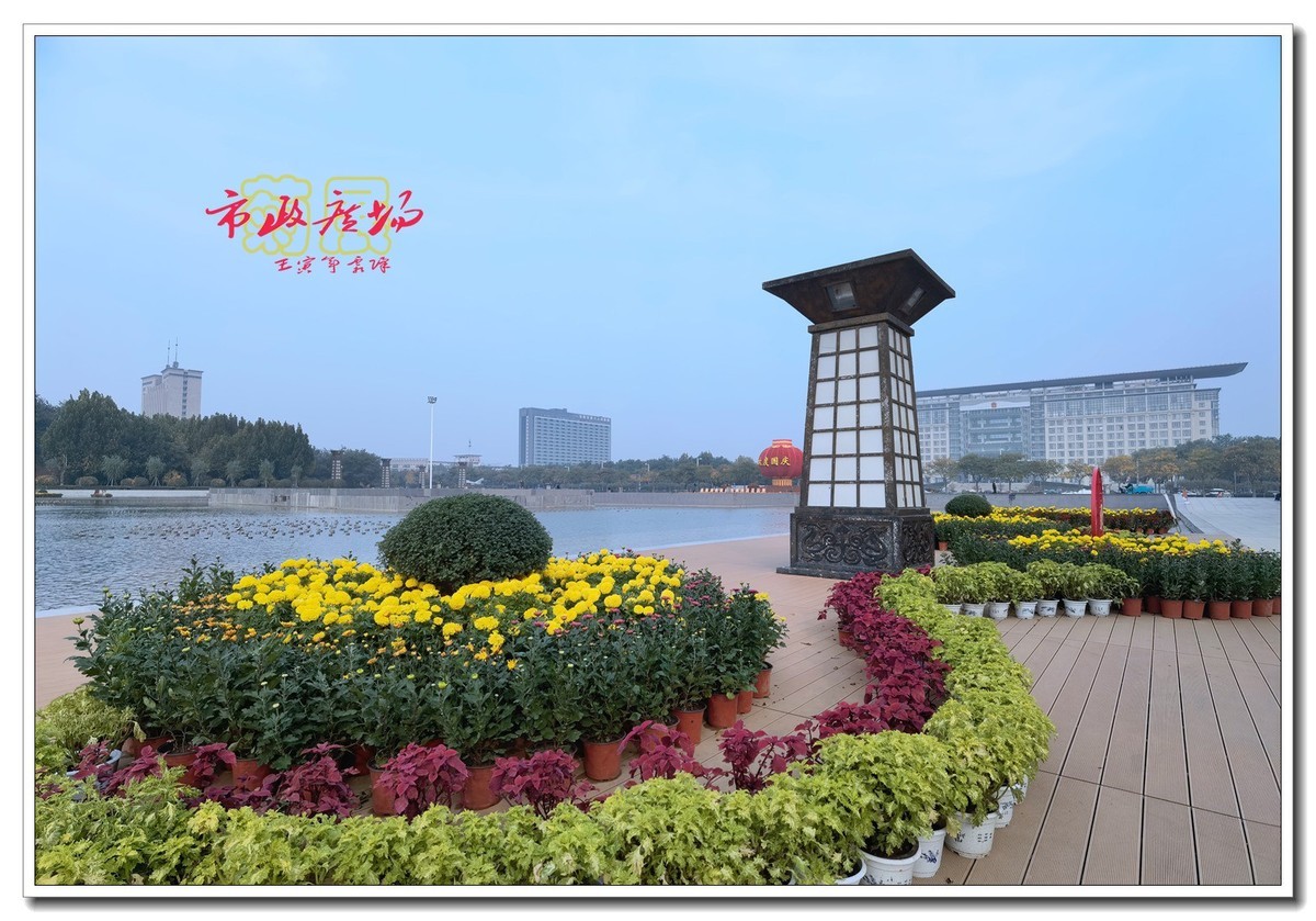 市政广场菊花展 5【2022-0847】-中关村在线摄影论坛