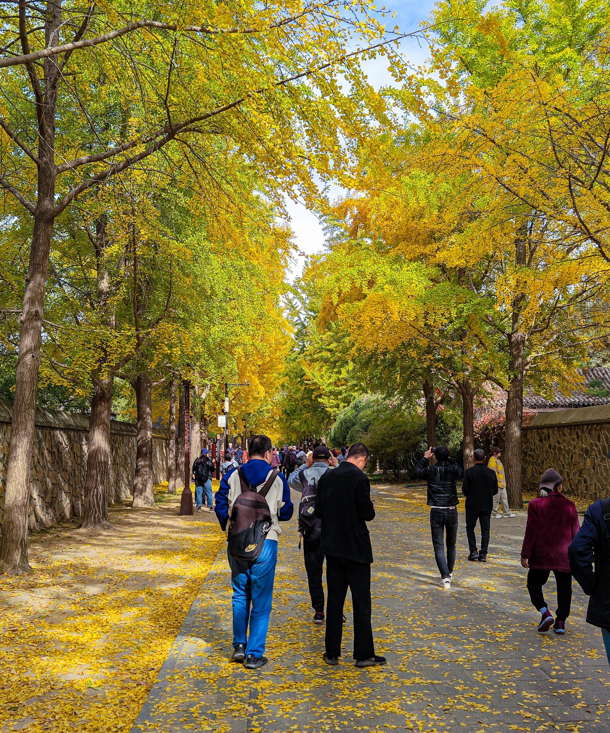 手机随拍20231103《142》-中关村在线摄影论坛