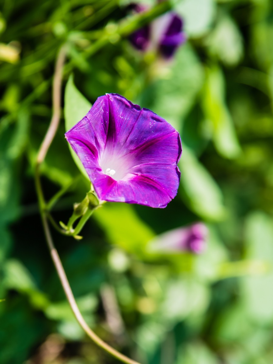 【镜头里】第1389号：牵牛花（九）-中关村在线摄影论坛