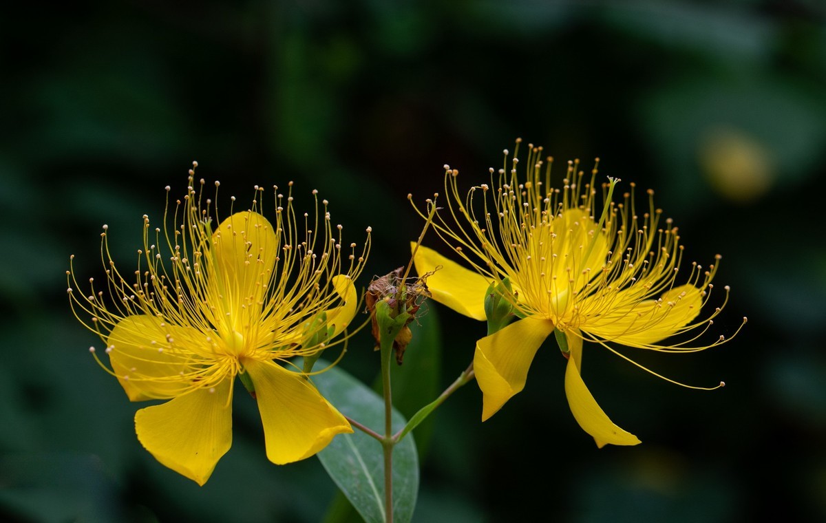 金丝桃-中关村在线摄影论坛