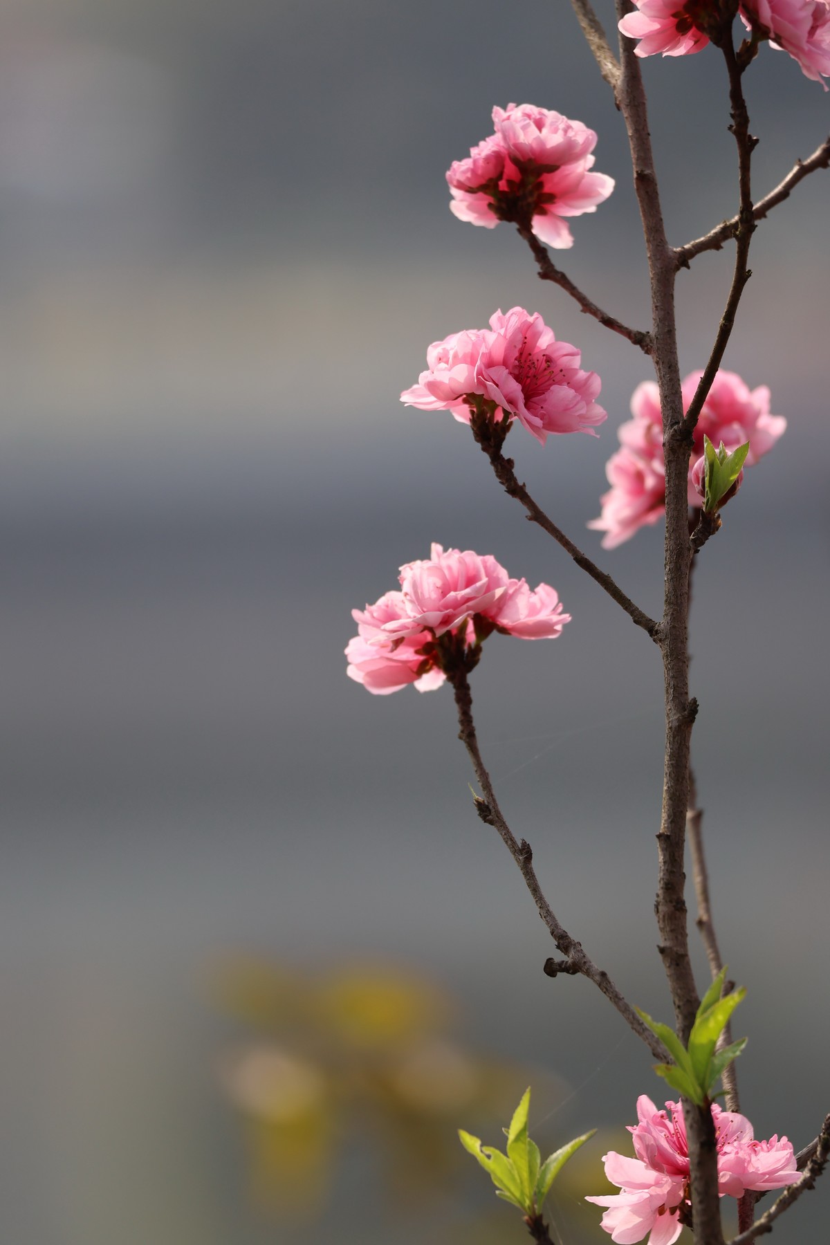 升级了，先拍花-中关村在线摄影论坛