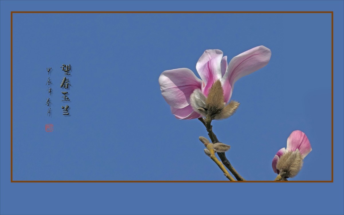 窈窕舞枝头的望春玉兰-中关村在线摄影论坛