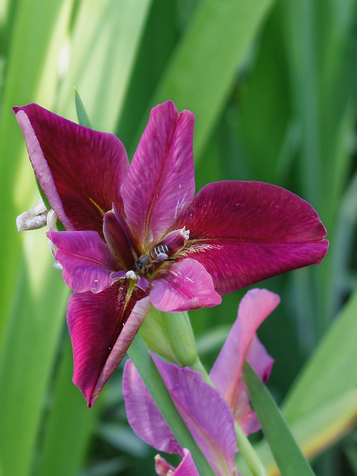 初夏的扁竹花-中关村在线摄影论坛
