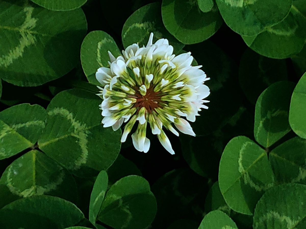 花卉系列【4017】-中关村在线摄影论坛