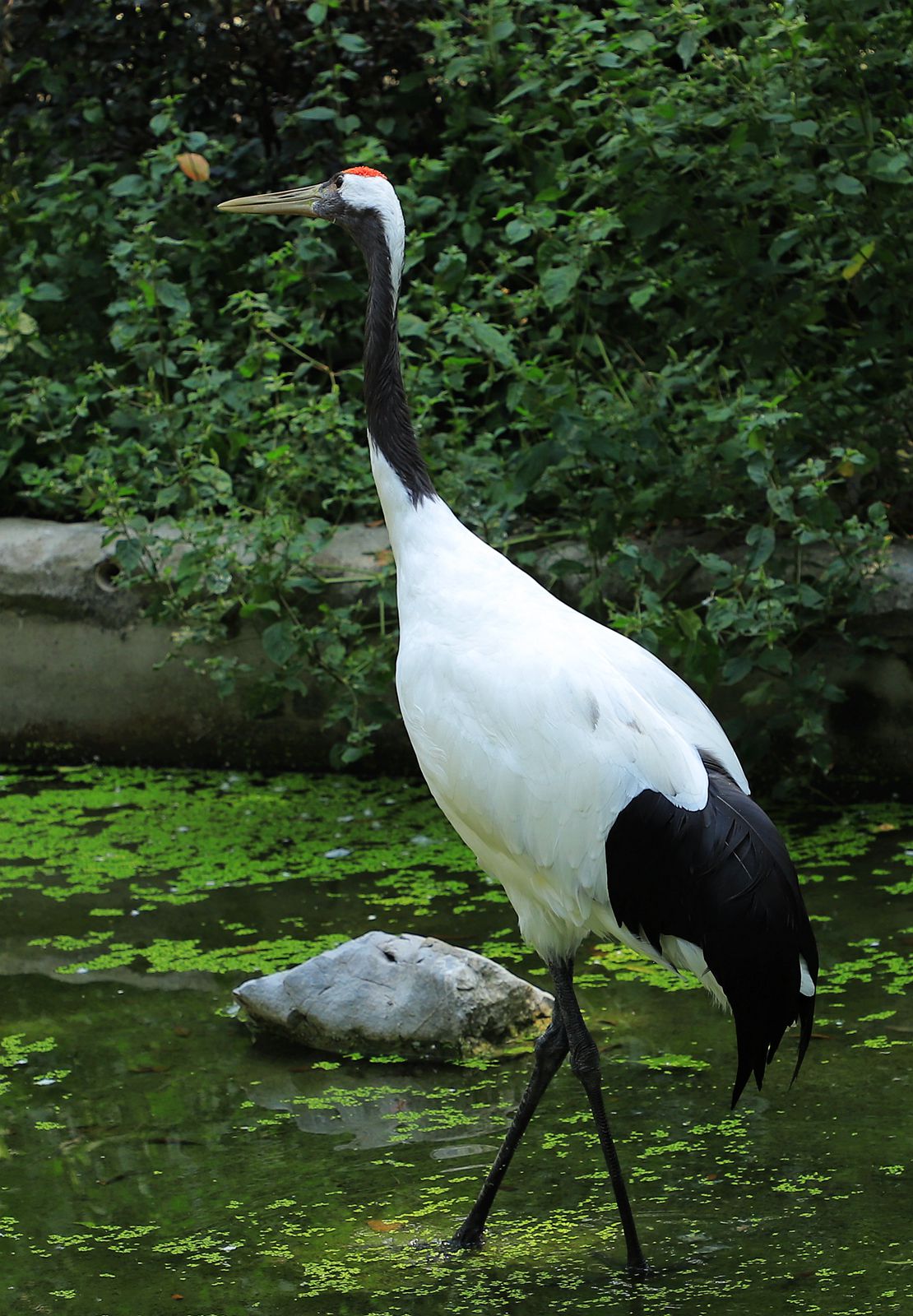 动物园随拍(2)-中关村在线摄影论坛