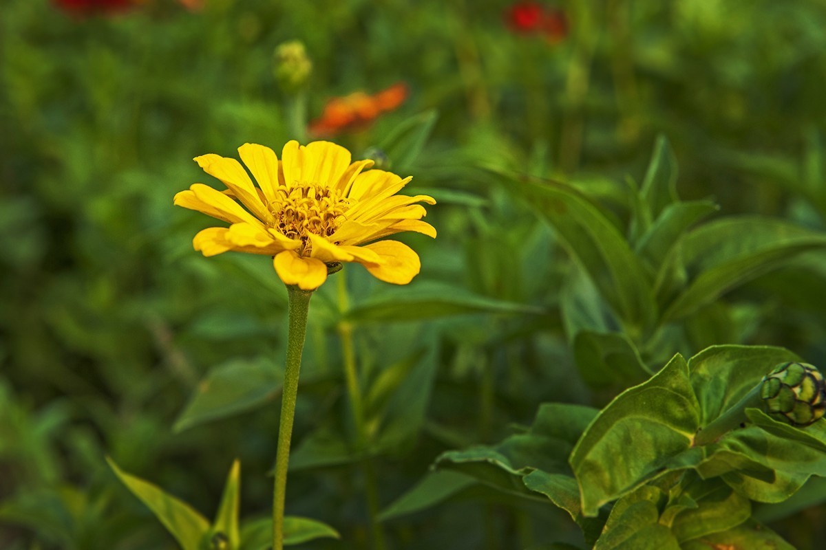 体会24-70镜头的虚化-中关村在线摄影论坛
