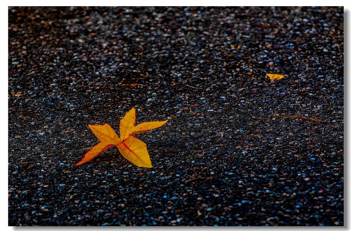 色染秋叶-中关村在线摄影论坛